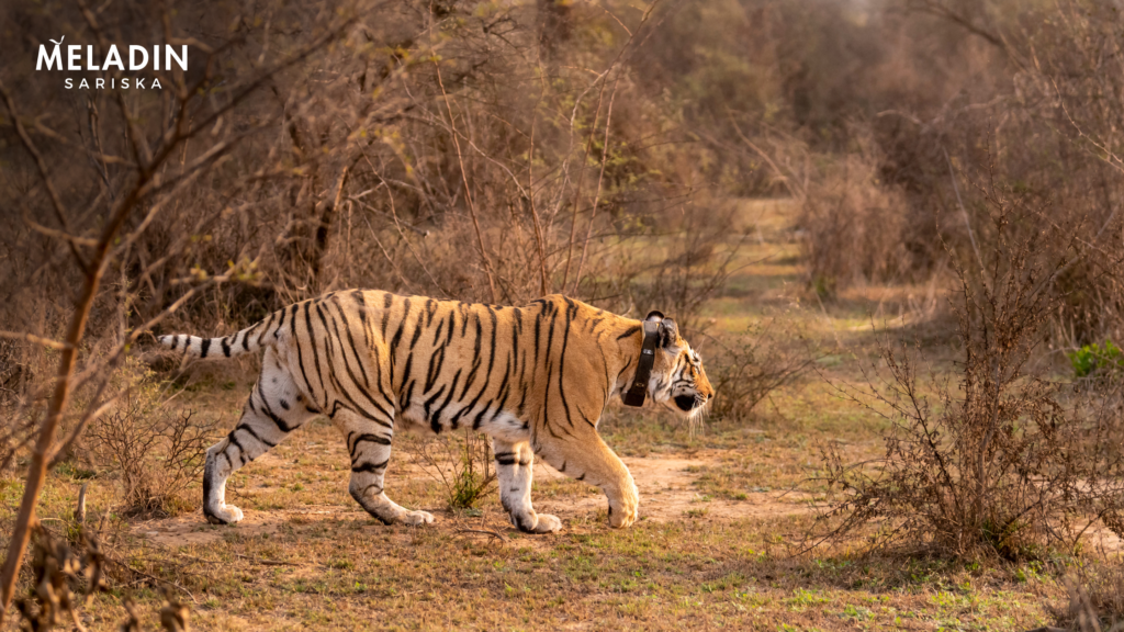 Sariska National Park: Where Wilderness Meets History - Meladin Sariska